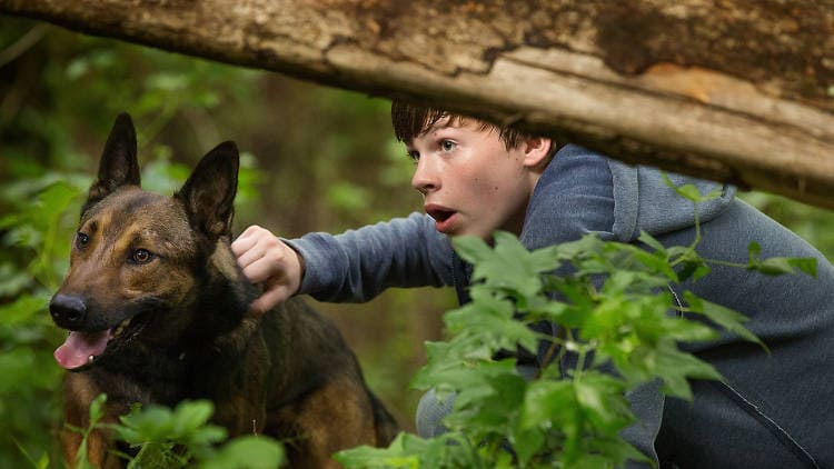 The 6 Best War Dog Movies! - We Love Doodles