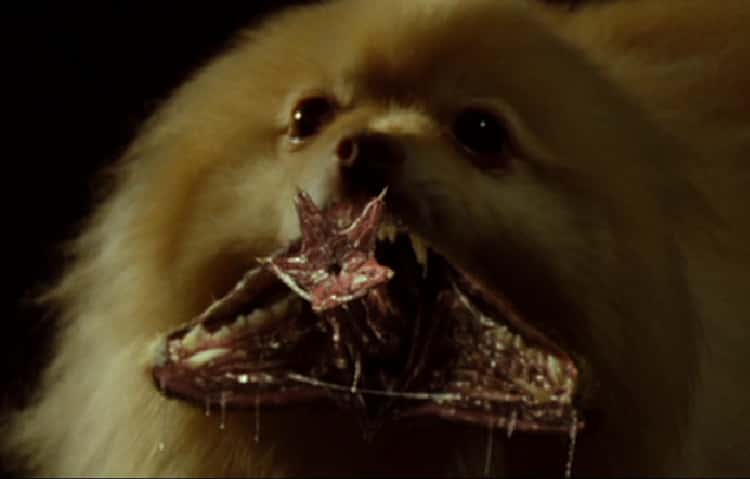 The 6 Scariest Dog Horror Movies! - We Love Doodles