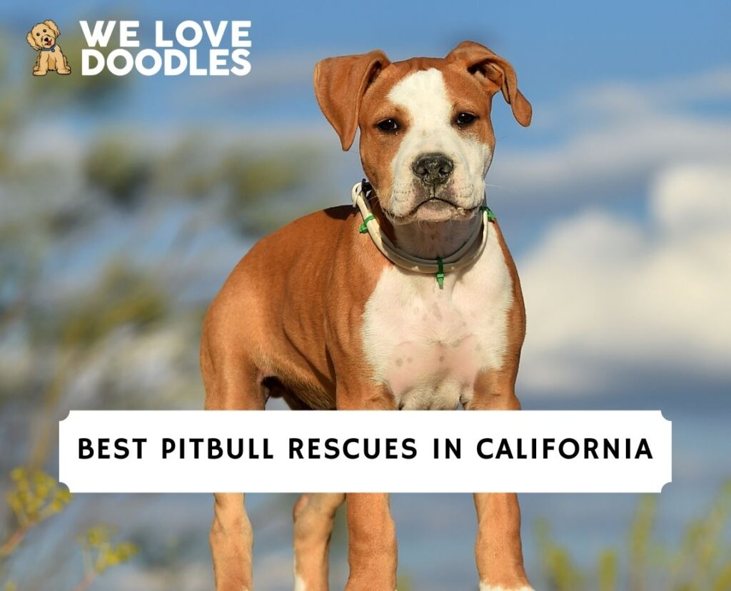 7 Best Pitbull Rescues in California!
