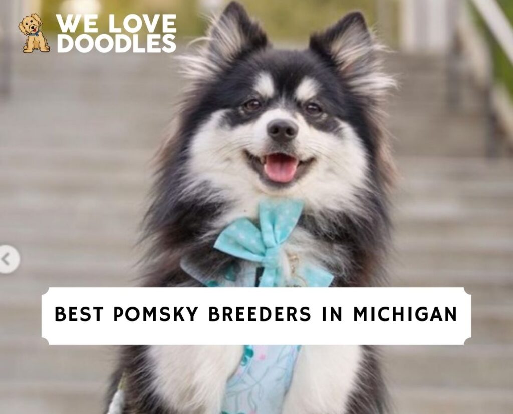 6 Best Pomsky Breeders in Michigan!