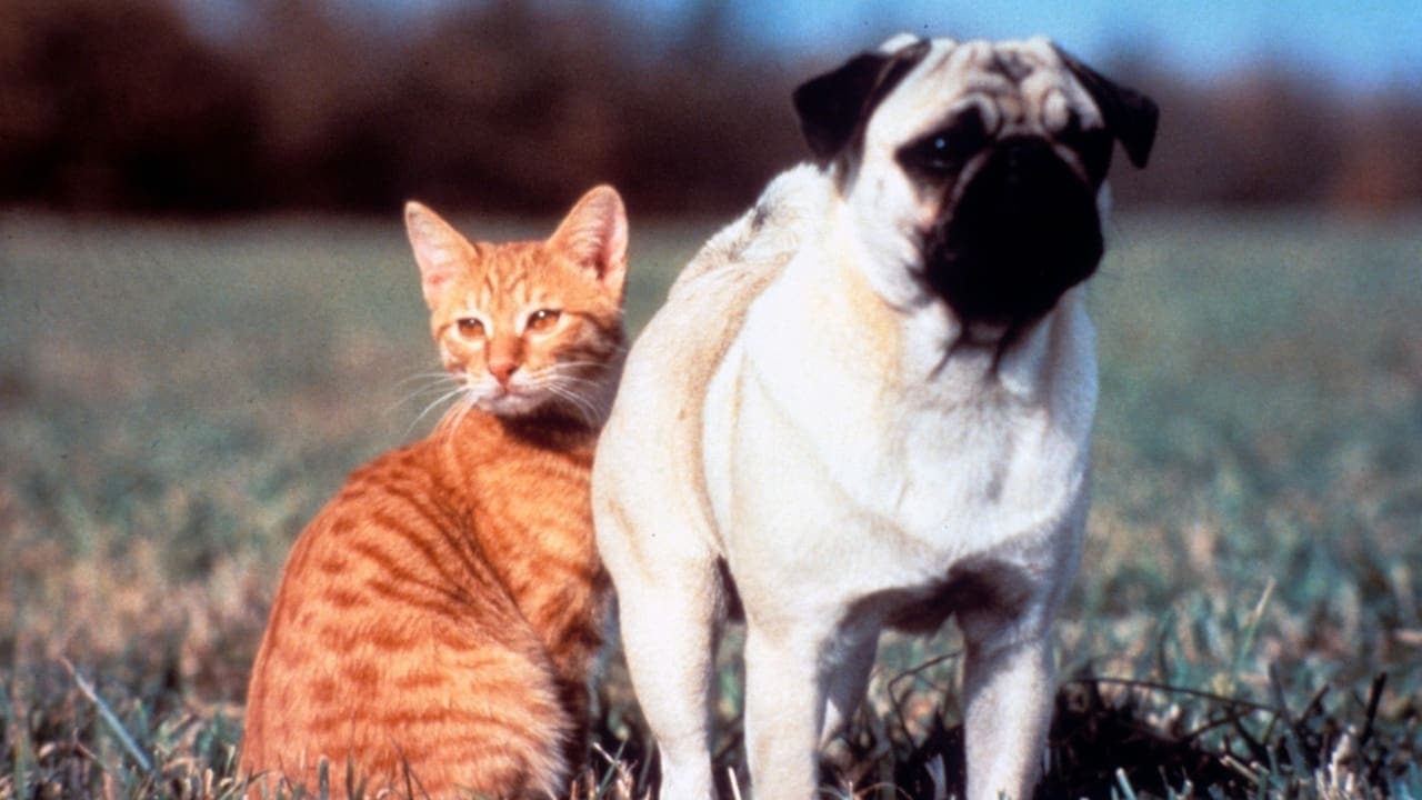 The 6 Best Funny Dog Movies! (2022) - We Love Doodles