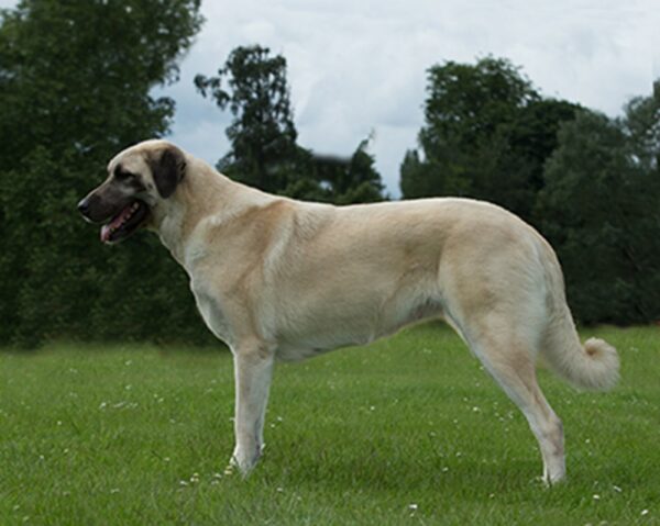 What is a Kurdish Kangal?
