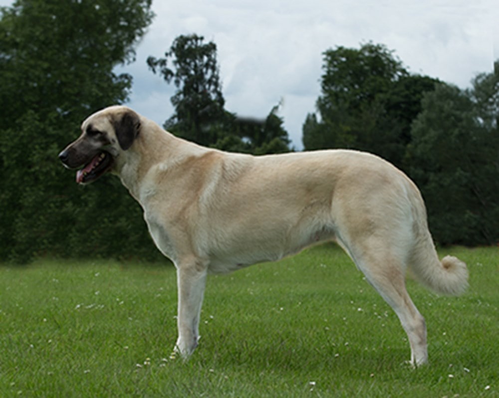 What is a Kurdish Kangal?