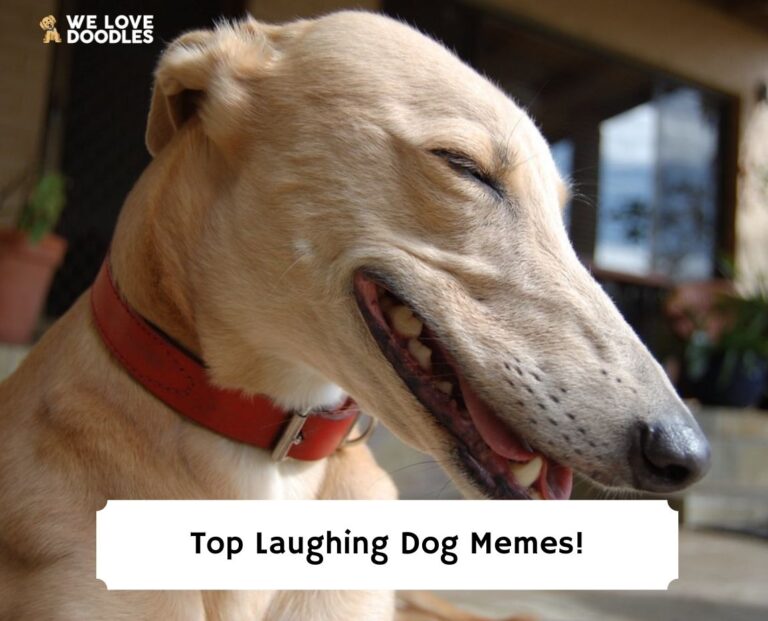 15 Best Laughing Dog Memes!
