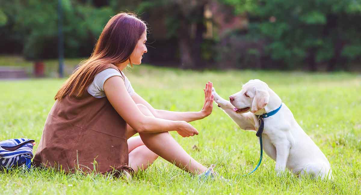 Why Does My Dog Nudge Objects With His Nose? - We Love Doodles