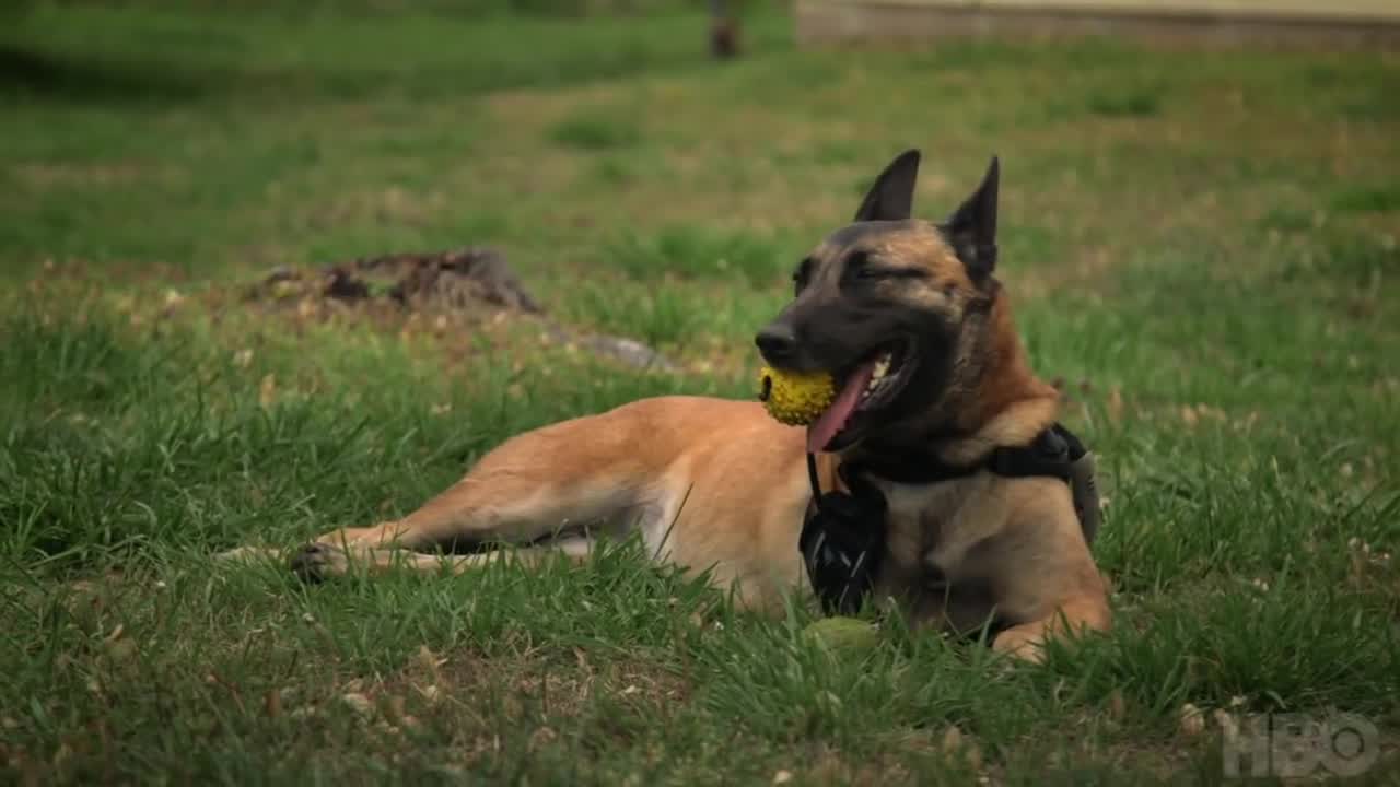 The 6 Best War Dog Movies! - We Love Doodles