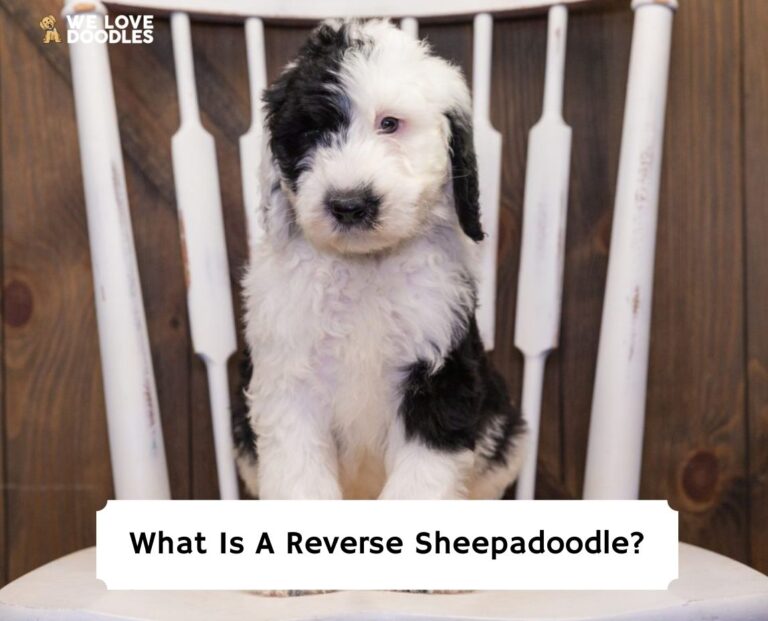 What is a Reverse Sheepadoodle? - We Love Doodles