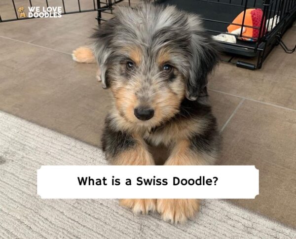What Is a Swiss Doodle? - We Love Doodles