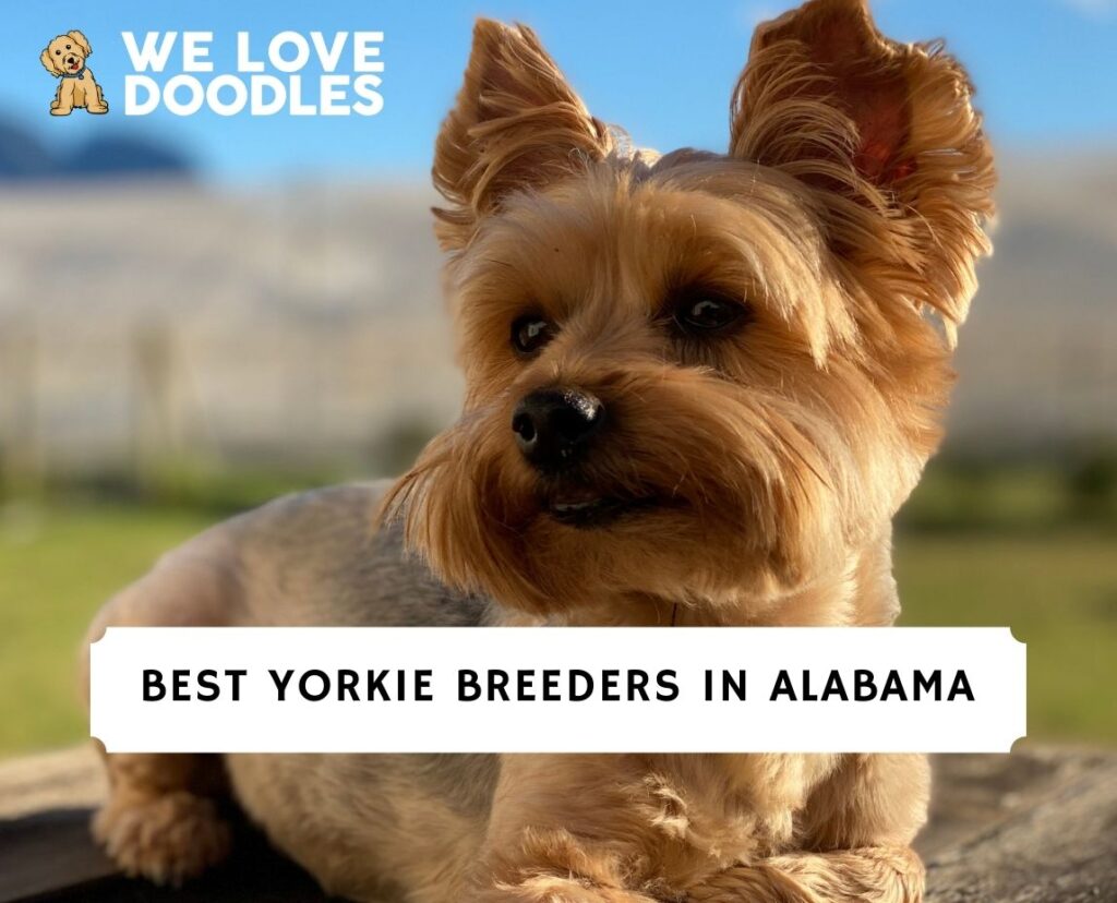 6 Best Yorkie Breeders in Alabama! - We Love Doodles