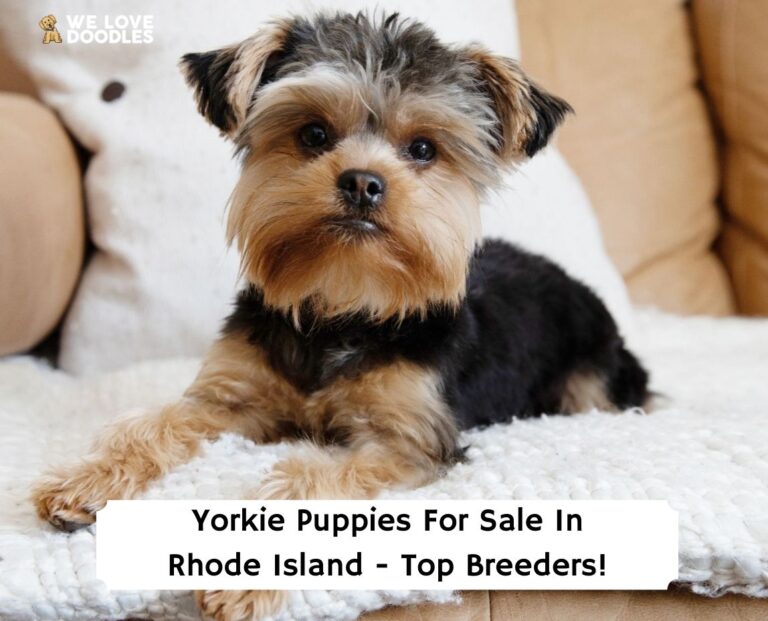 Yorkie Puppies For Sale in Rhode Island: Top 5 Breeders! - We Love Doodles