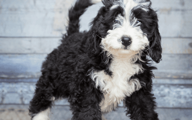 What Is a Swiss Doodle? - We Love Doodles