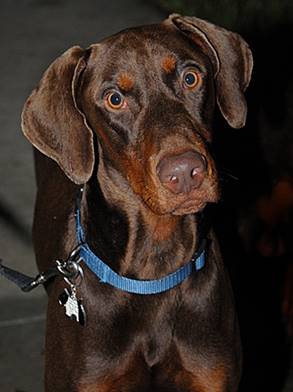 6 Best Doberman Rescues in Florida!