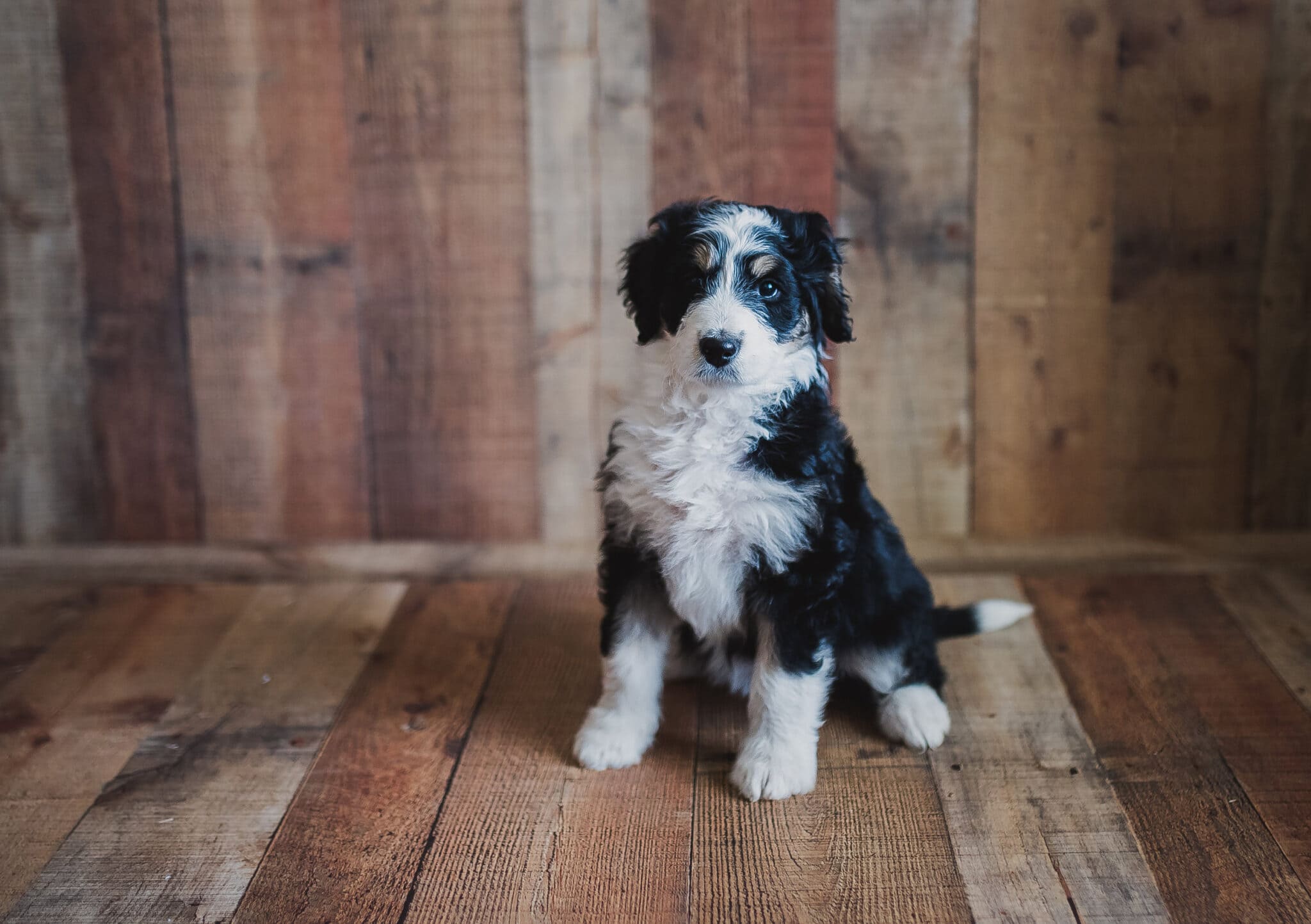 What Is a Swiss Doodle? - We Love Doodles