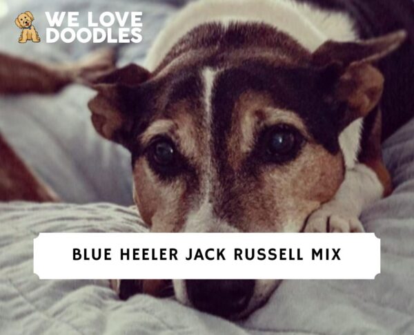 Blue Heeler Jack Russell Mix Guide! - We Love Doodles