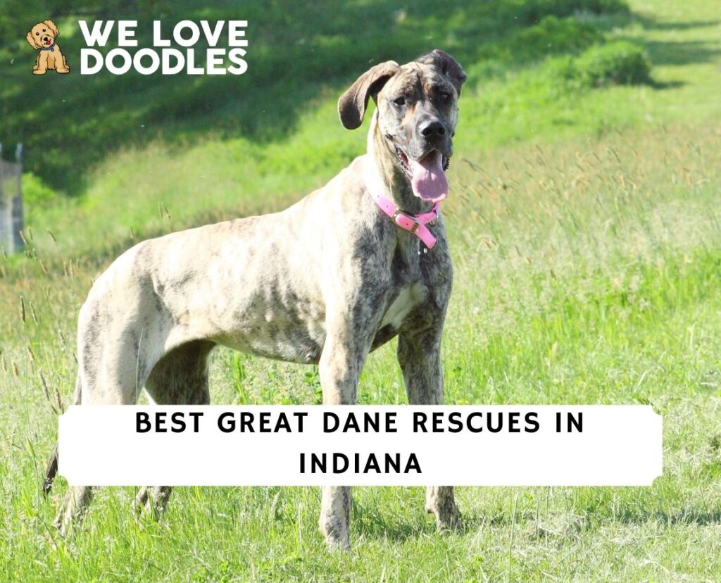 4 Best Great Dane Rescues in Indiana! - We Love Doodles