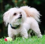 Maltipoo Puppies For Sale in Alabama: Top 6 Breeders! (2023) - We Love ...
