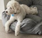 Maltipoo Puppies For Sale in Alabama: Top 6 Breeders! (2022) - We Love ...