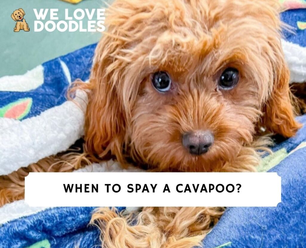 When to Spay a Cavapoo?