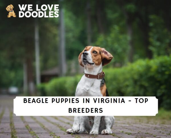 Beagle Puppies in Virginia For Sale: Top 6 Breeders! (2024) - We Love ...
