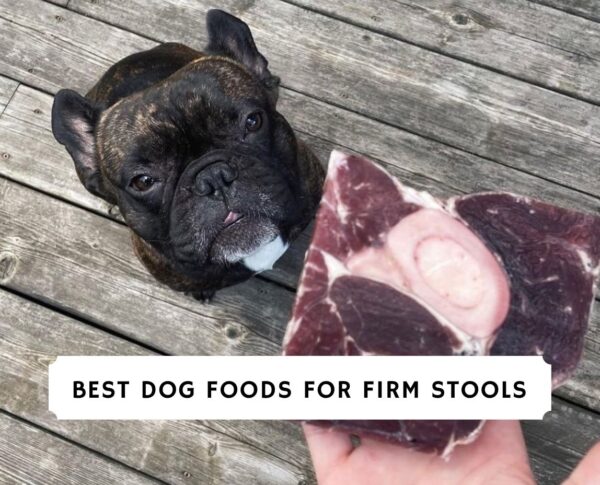The 10 Best Dog Foods for Firm Stools! (2024) - We Love Doodles