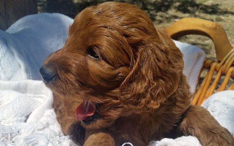 Mini Irish Doodle Puppies in the USA: Top 6 Breeders! - We Love Doodles