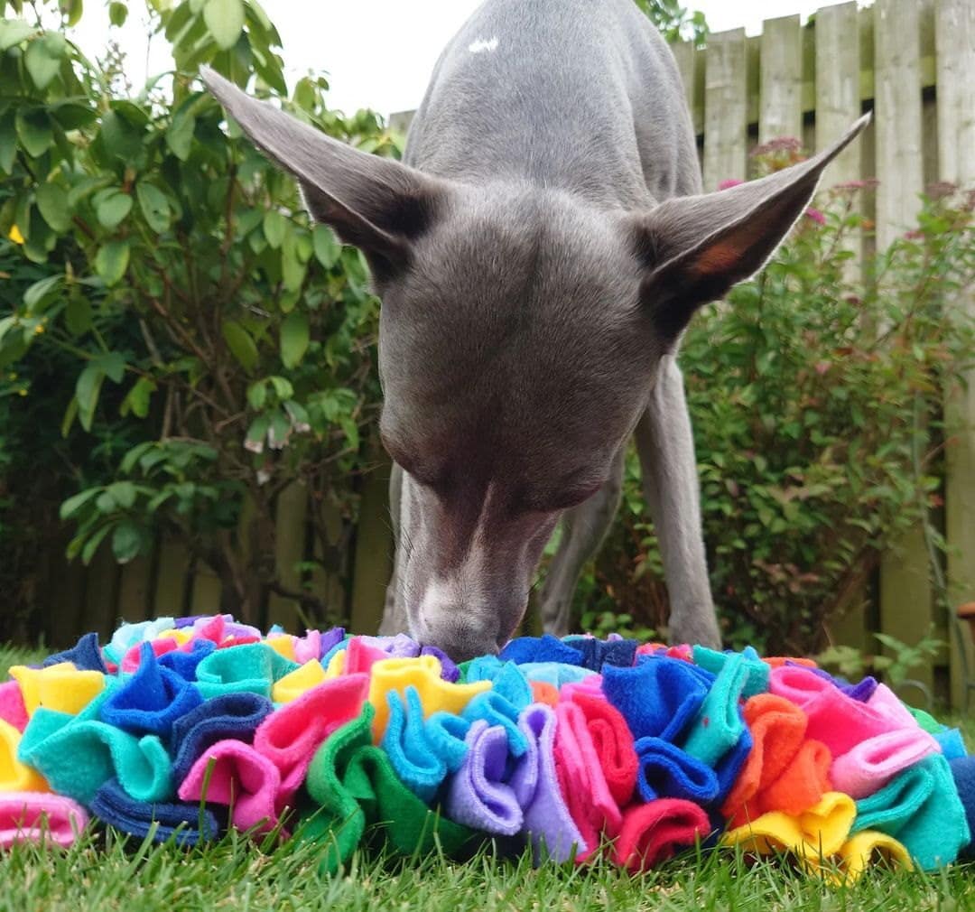 The 8 Best Snuffle Mats for Dogs!