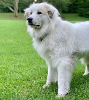 The 8 Best Brushes for a Great Pyrenees! - We Love Doodles