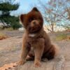 Red Cantonese Bear Dog Information, Facts, and Images! - We Love Doodles
