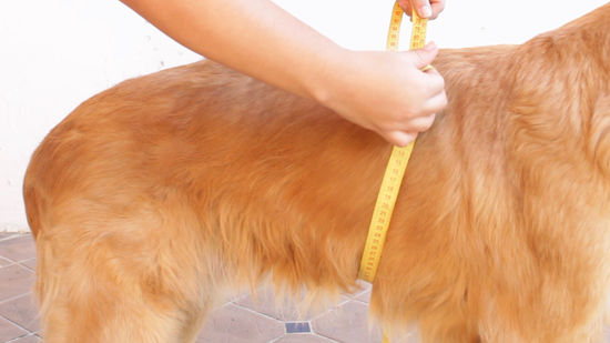 Pros and Cons of Belly Bands For Dogs! - We Love Doodles
