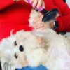 The 7 Best Brushes for a Havanese! - We Love Doodles