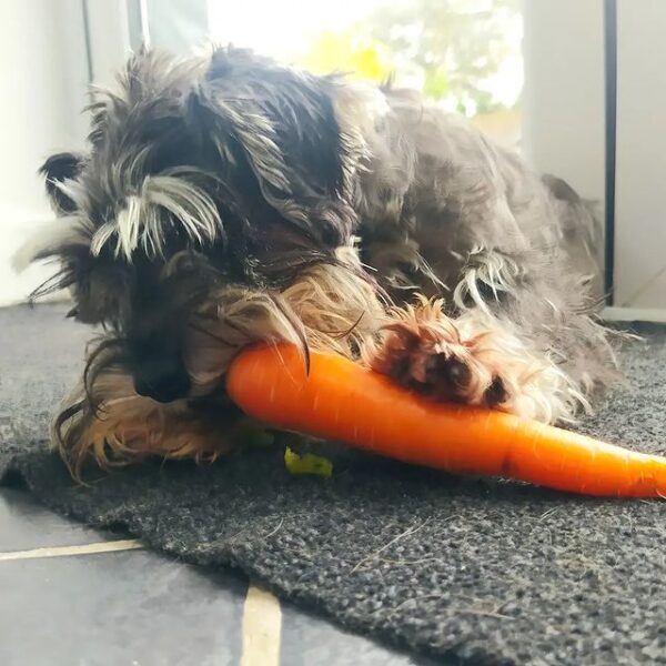 The 10 Best Dog Foods for Firm Stools! (2024) - We Love Doodles