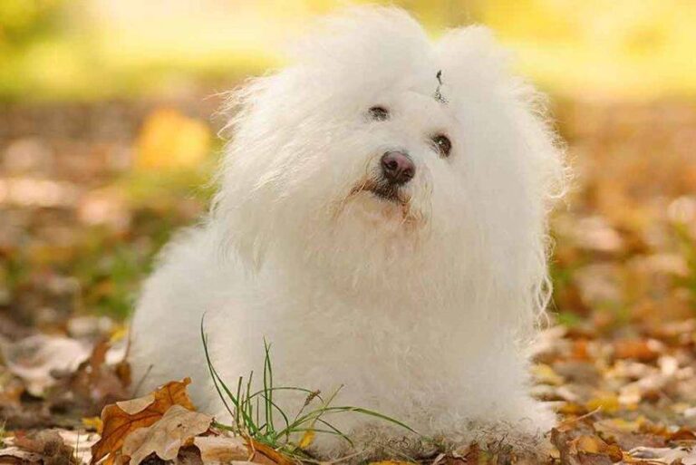 Crusty White Dogs - Why Is Everyone Talking About Them? (2023) - We ...