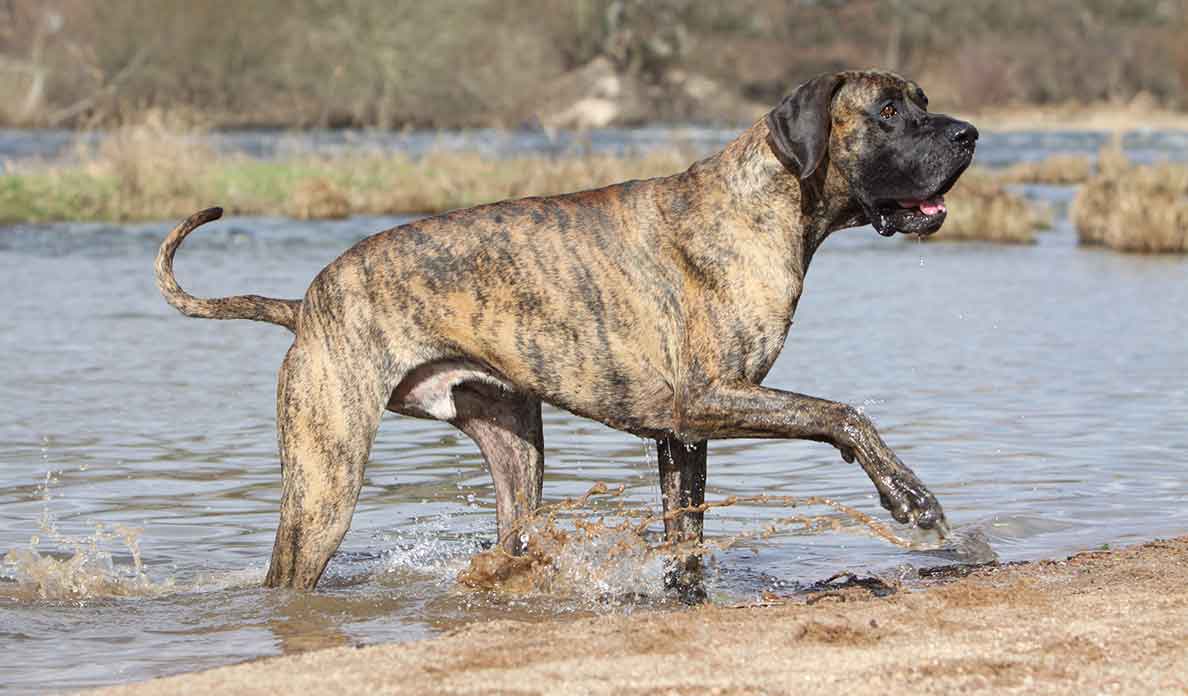 What Is a Reverse Brindle Dog? - We Love Doodles