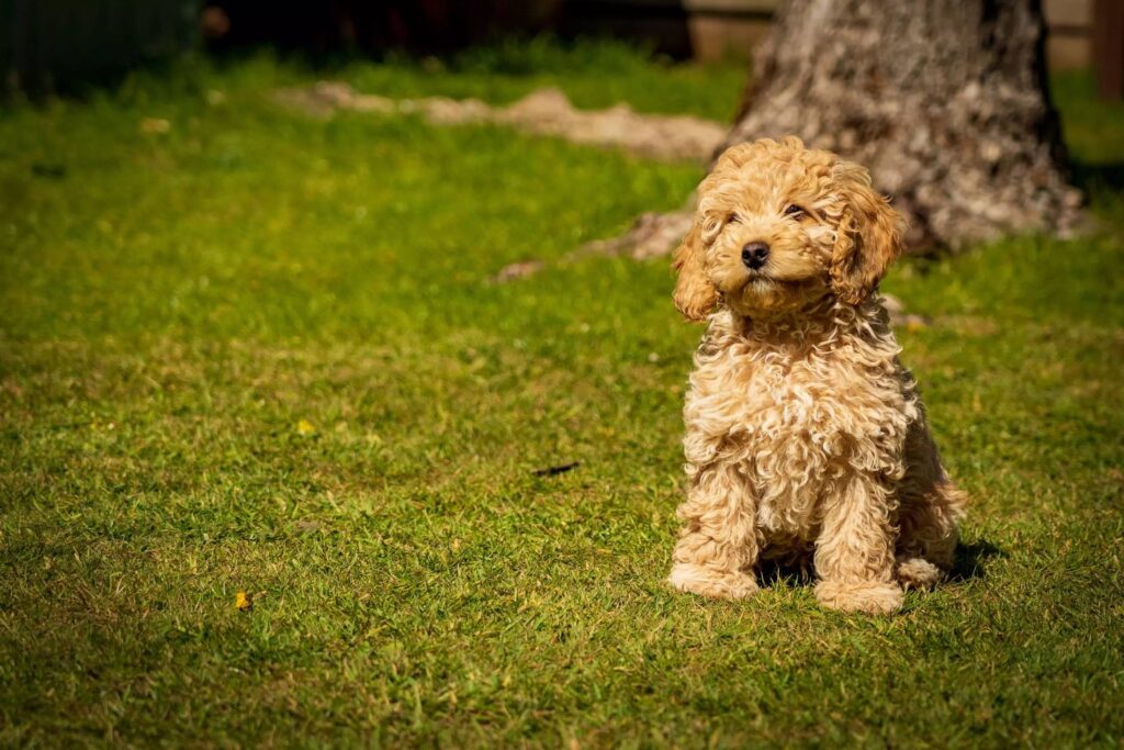 9 Facts About the Red Cockapoo! - We Love Doodles