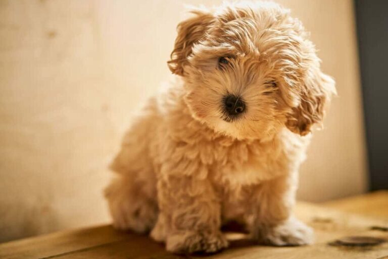Maltipoo Weight and Growth Chart! How Big Will They Get? - We Love Doodles
