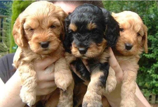 9 Facts About the Red Cockapoo!