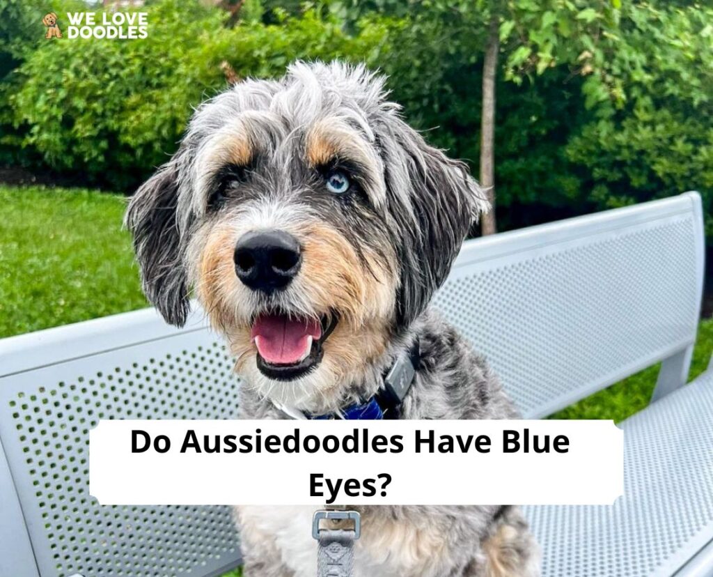 Do Aussiedoodles Have Blue Eyes?