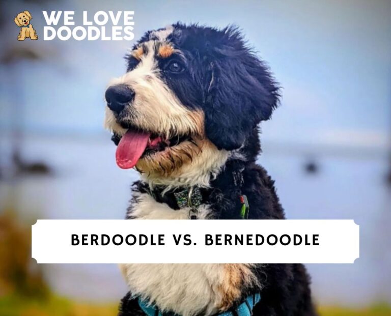 Berdoodle vs. Bernedoodle: Dog Breed Comparison! - We Love Doodles