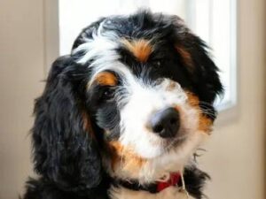 10 Facts About The Phantom Bernedoodle! - We Love Doodles