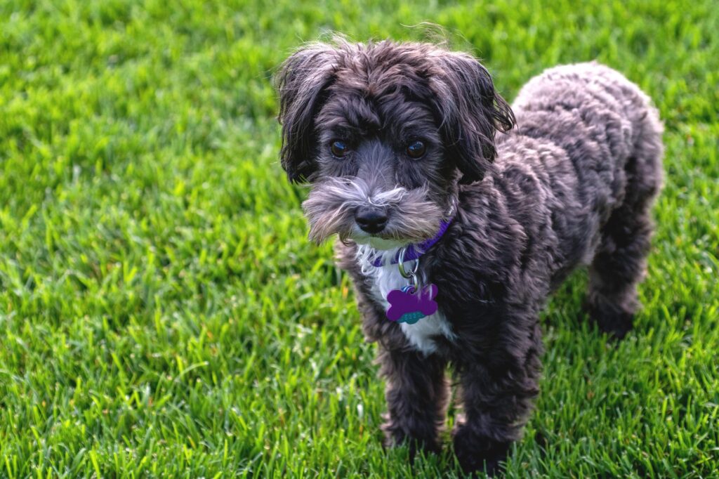 Can You Get A Merle Maltipoo? With pictures!
