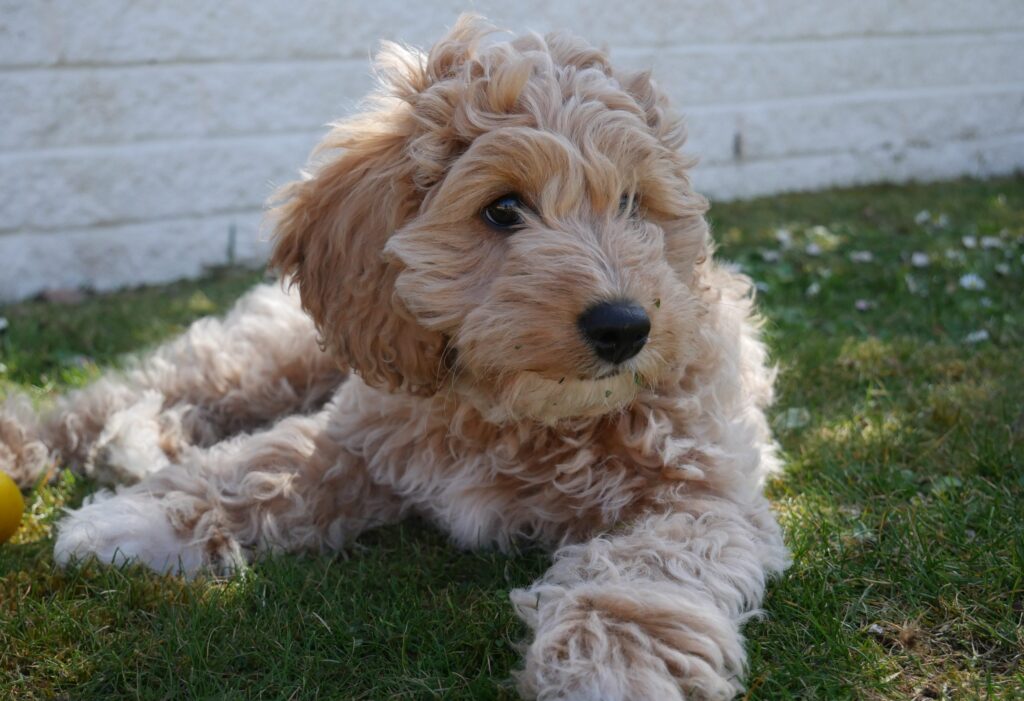 10 Interesting Facts About Adult Cavapoos! - We Love Doodles