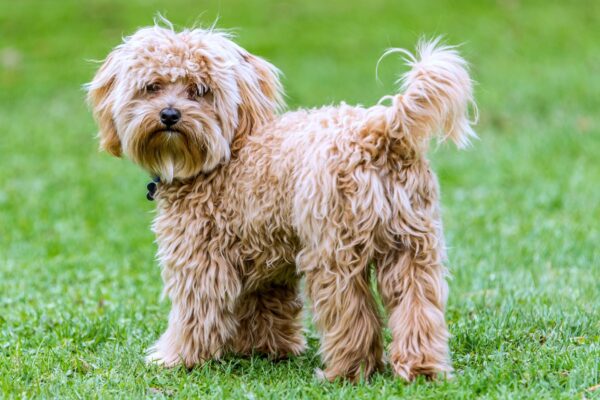 10 Interesting Facts About Adult Cavapoos! - We Love Doodles