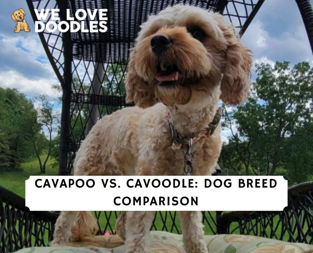 Cavapoo vs. Cavoodle: Dog Breed Comparison!