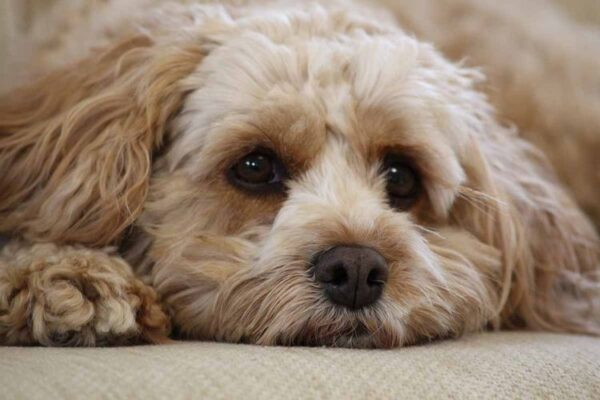 10 Interesting Facts About Adult Cavapoos! - We Love Doodles