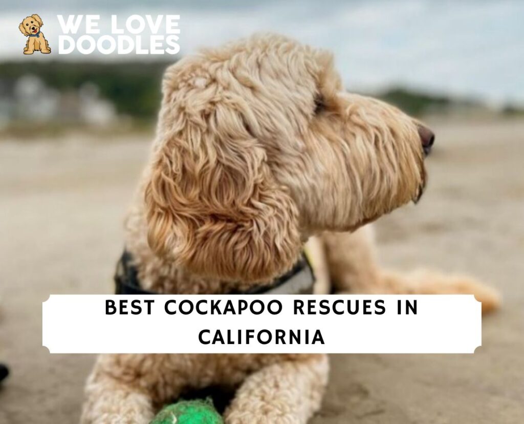 9 Best Cockapoo Rescues in California!