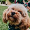 Cavapoo vs. Yorkie: Dog Breed Comparison! - We Love Doodles