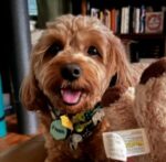 F1 vs. F1B Cavapoo Dog Breed Comparison! (2023) - We Love Doodles