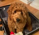 Pomeranian Cockapoo Mix Dog Breed Guide!