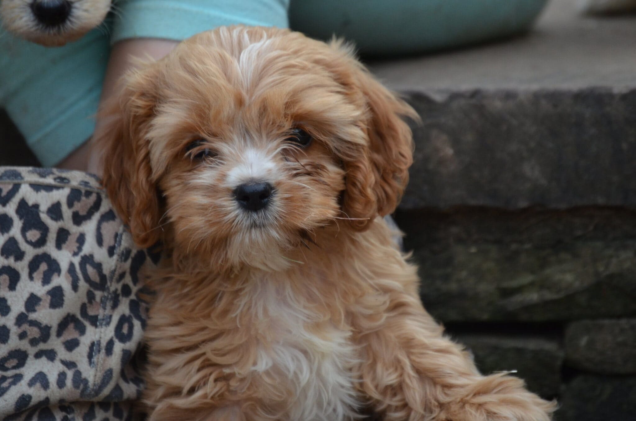 5 Best Pomapoo Breeders in the United States! - We Love Doodles