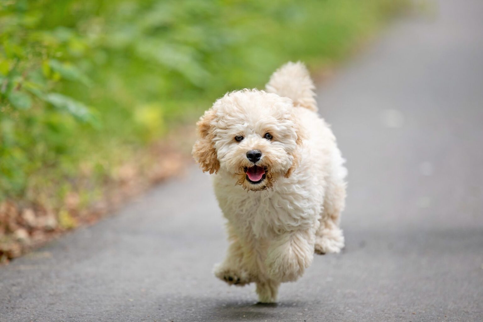 Maltipoo Weight and Growth Chart! How Big Will They Get? - We Love Doodles
